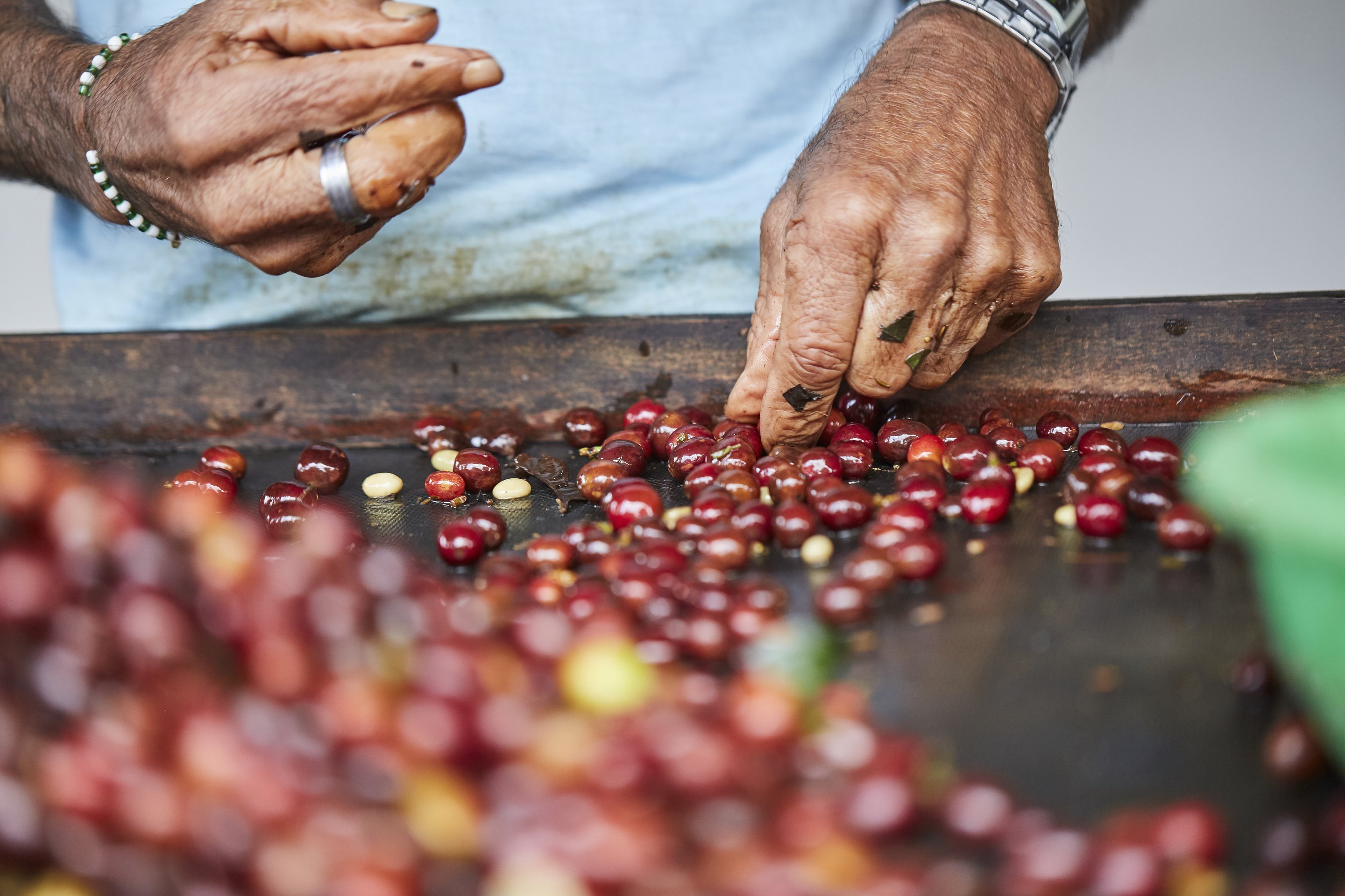 El proceso del café: ¿cómo se hace?